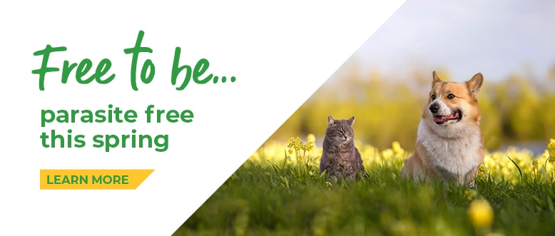 Ledbury Vets | Vets Near Me | Leadon Vale Veterinary Centre