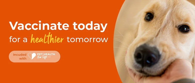 Dog Vaccinations | Leadon Vale Veterinary Centre